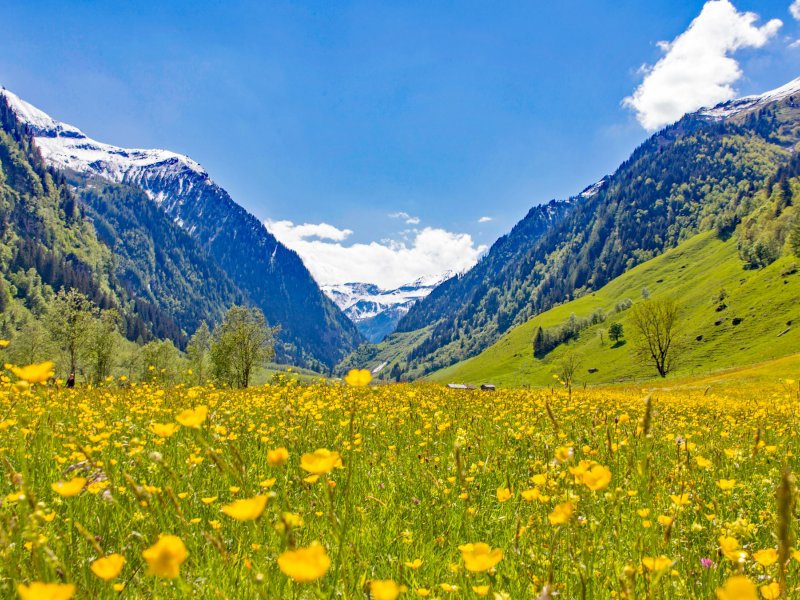 Early Summer